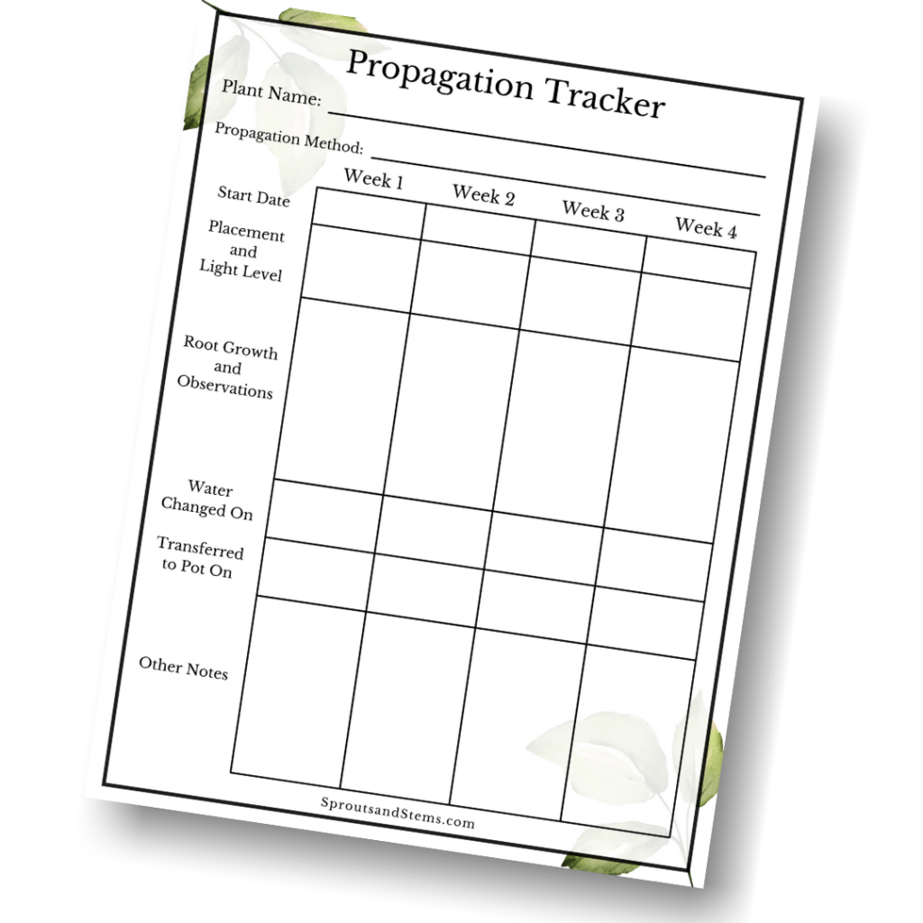 5 Easy Plants to Propagate and How to Do It - Sprouts and Stems