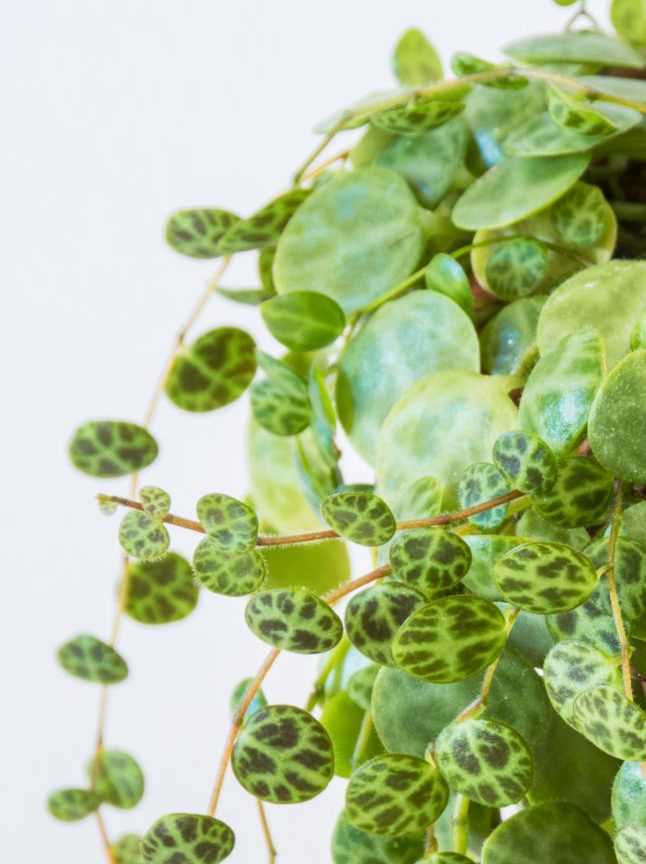 String of Turtles Care & Propagation - Sprouts and Stems